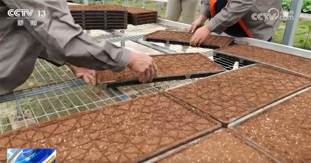 Manajemen Lapangan Musim Semi Nasional dan Persiapan Pertanian Musim ...